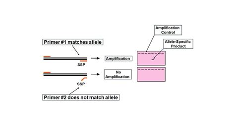 Principle Of Sequence Specific Primers Hla Alleles Are Amplified By