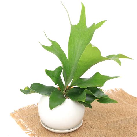 【楽天市場】（観葉植物）コウモリラン ビカクシダ ネザーランド マットボールm植え（1鉢） 受皿付 軽石砂 鉢植え おしゃれ 室内 プレゼント