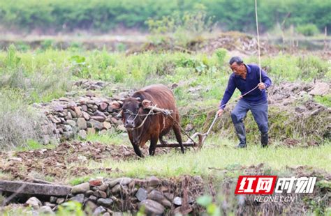 湖南新田人勤春早耕田忙组图 腾讯新闻