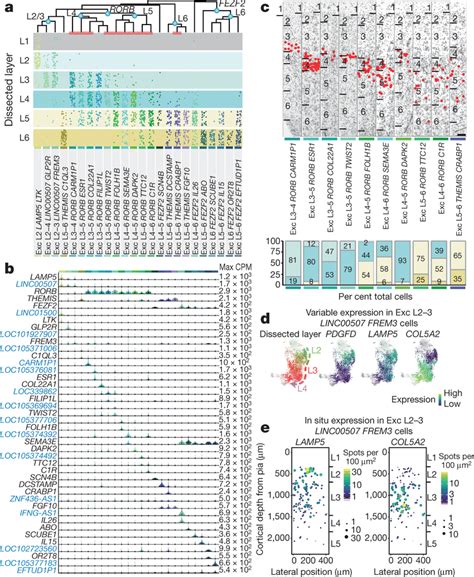 Excitatory Neuron Diversity And Marker Gene Expression A Estimated