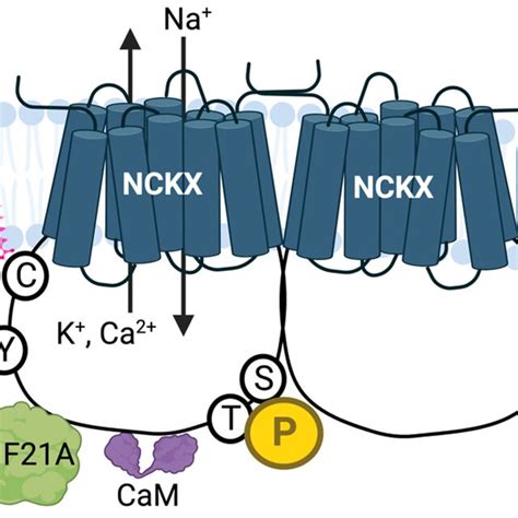 The Different Known Nckx Post Translational Modifications And Download Scientific Diagram