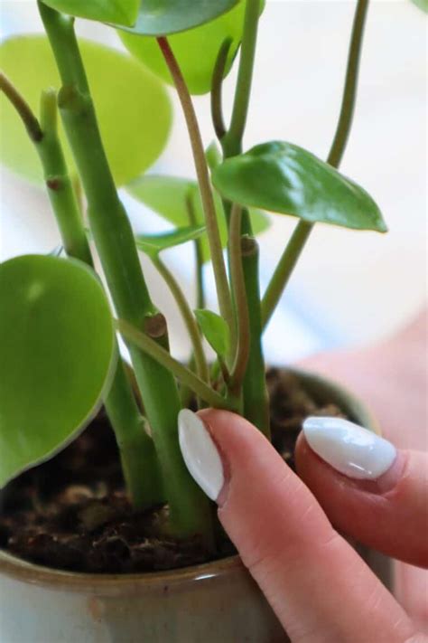Peperomia Polybotrya Raindrop Peperomia A Complete Guide
