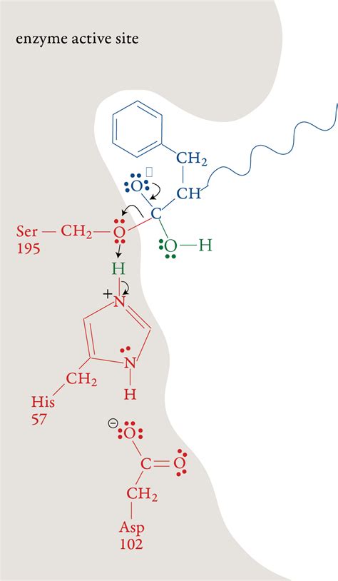 Chymotrypsin