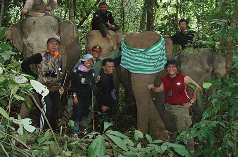 Sumatran Elephants Dietary Ecology Movement And Habitat Use Using
