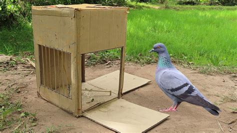 Creative Pigeon Trap Using Cardboard Box Easy Simple Pigeon Trap