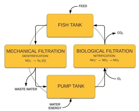 Meaning Of Recirculating Aquaculture System Ras In Fish Farming