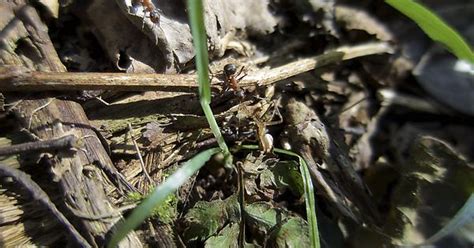 Formica Rufa Attack Linyphia Triangularis Album On Imgur