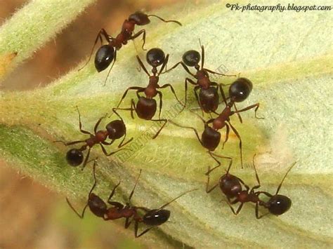 What Do Ants Eat Nature Cultural And Travel Photography Blog