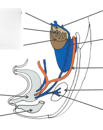 Diagramme de Embryon à la 6e semaine Quizlet