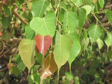 Astro Tips For Peepal Tree Worship Do Not Worship Peepl Tree This Day