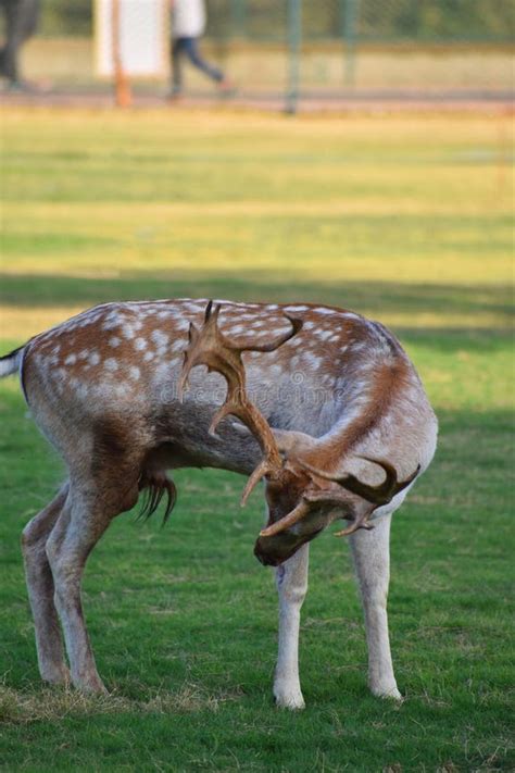 Beautiful Male Spotted Deer Or Chital Deer Close Up Portrait Of A