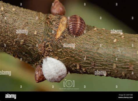 Tetracneminae Insecta Chimney Lakes Jacksonville Fl Usa