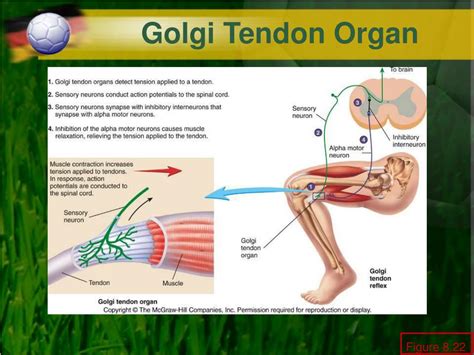 Muscle Spindle And Golgi Tendon Organ Mytesolo
