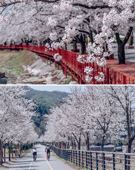Spring Special Nami Island Eden Cherry Blossom Gangchon Rail Bike