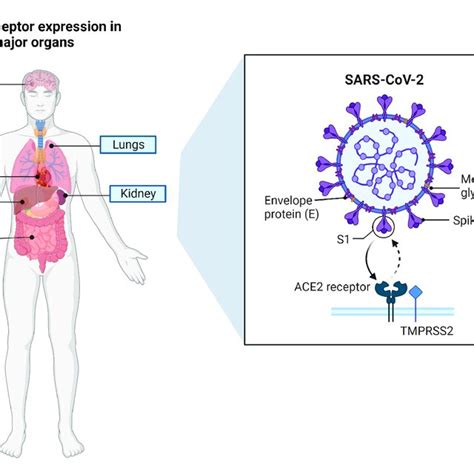 Sars Cov 2 And Host Cell Interaction Major Proteins Such As The Spike