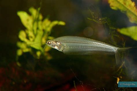 Viêt Nam List Of Fishes Fishipedia