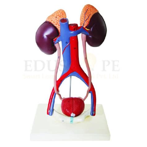 Urinary System Model India Manufacturers Suppliers And Exporters In