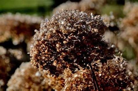 Hydrangea Seed How To Grow And Care For Hydrangea From Seed [updated