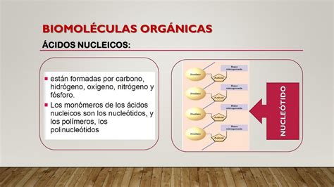 ácidos nucleicos Linda Milena León Gómez uDocz