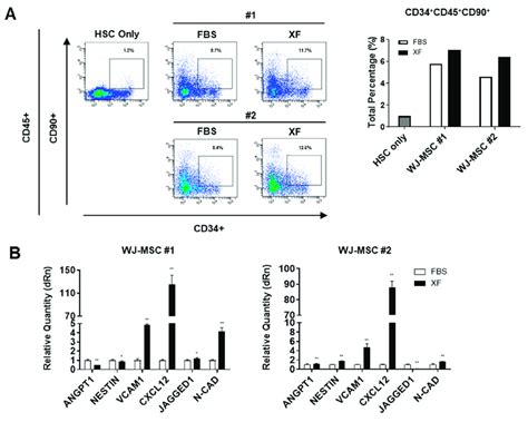 Xf Mscs Support The Human Cd34cd90 Hsc Activity A Ucb Derived