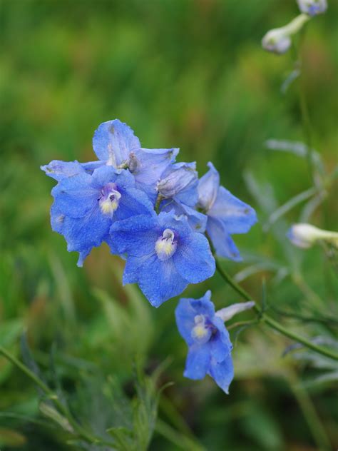 Delphinium Belladonna Piccolo The Beth Chatto Gardens