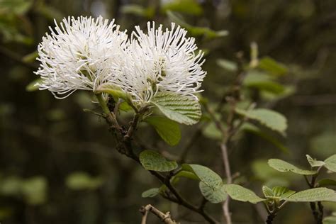 씨앗을 발사하여 퍼뜨리는 식물 영상