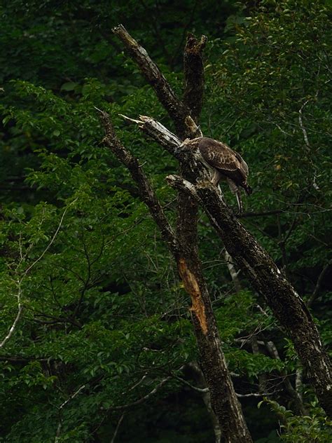 hiro2712の最近の野鳥撮影Ⅱ クマタカ