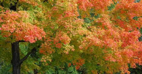 Deciduous W Oodland Deciduous Means Falling Off At Maturity Or