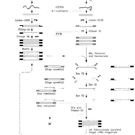 Flow Diagram Of The Enhanced Subtractive Cloning Method Modified From Download Scientific