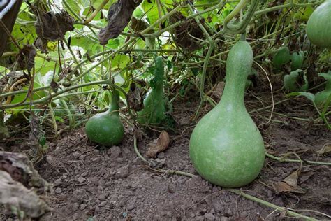 Flaschenkürbis Kalebasse Bio Luberaat