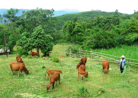mô hình chăn nuôi bò thịt kết hợp trồng cỏ tại huyện quỳnh lưu mo hinh