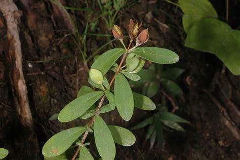 Hypericum Hypericoides Hypericaceae