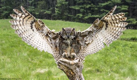 Majestic Horned Owl Spreading Its Wings Birds Of Prey Photo Workshop