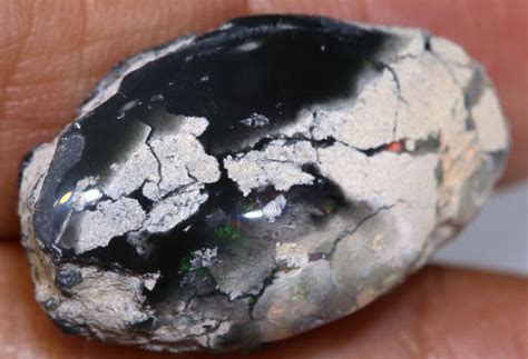 20 90 Cts Opalized Fossilized Pippi Shell 110 Million Year Specimen Fo