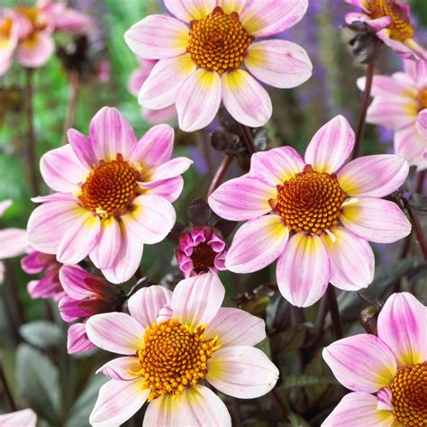 Dahlia Enkel Dark Angel American Pie ® 1st
