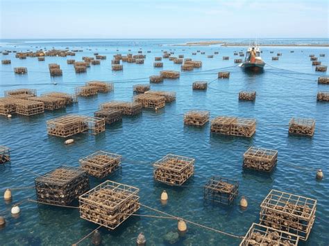 Floating And Submerged Cage Oyster Farming