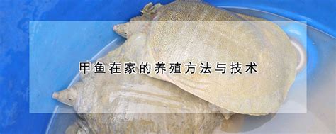 甲鱼在家的养殖方法与技术 发财农业网