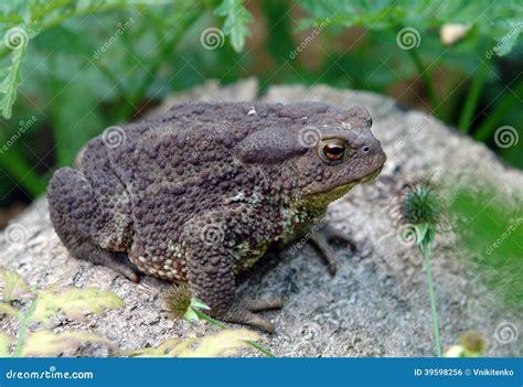 Sapo Comum Foto De Stock Imagem De Criatura Marrom 39598256