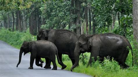 Public Outrage In Wayanad Editorial Editorial Kerala Kaumudi Online