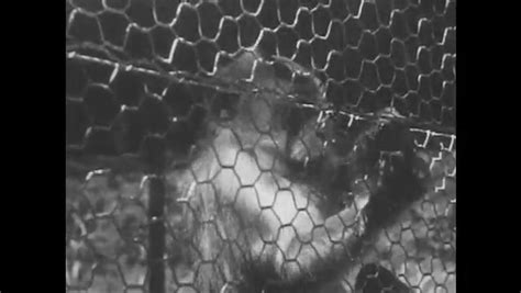 1950s United States Monkey Climbs On Chicken Wire Monkey Gets Hand
