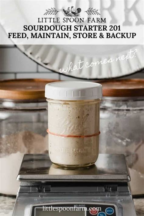 How To Maintain A Sourdough Starter Little Spoon Farm