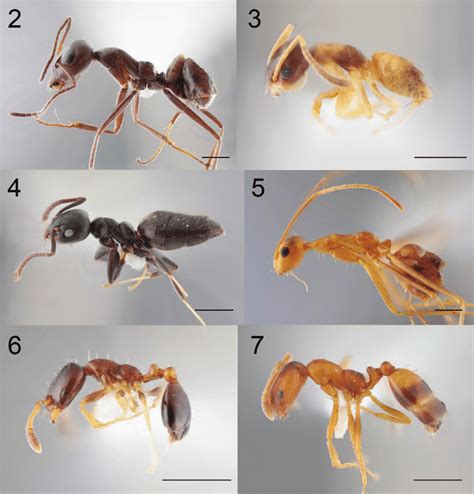 Exotic Ants In Cambodia Iridomyrmex Anceps Tapinoma