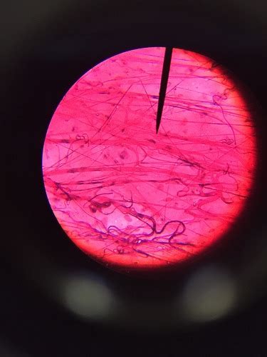 Tissue Identification Flashcards Quizlet