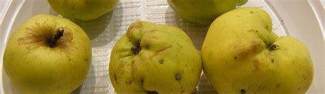 17 Best Pome Fruits In France Tasteatlas