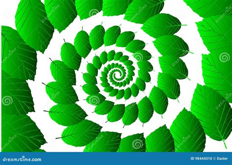 Fagus Sylvatica Vintage Illustration Cartoon Vector