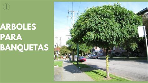 Árboles Ideales Para Plantar En Casa Mi Tienduca