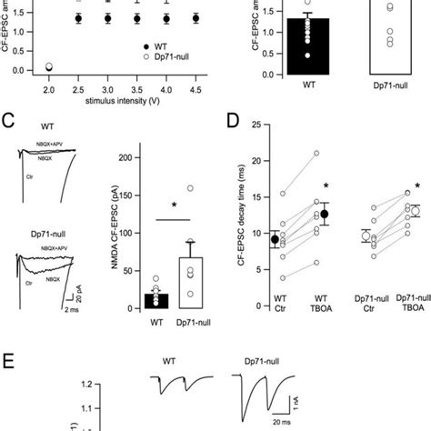 Purkinje Neurons From Dp71 Null Mice Present Larger Climbing Fiber