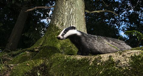 Gardaí Investigate Attempted ‘badger Baiting Incident After Large