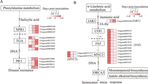 Heat Map Of Differentially Expressed Genes In Hormone Signal