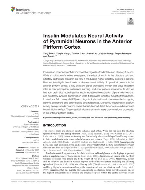 Pdf Insulin Modulates Neural Activity Of Pyramidal Neurons In The Anterior Piriform Cortex
